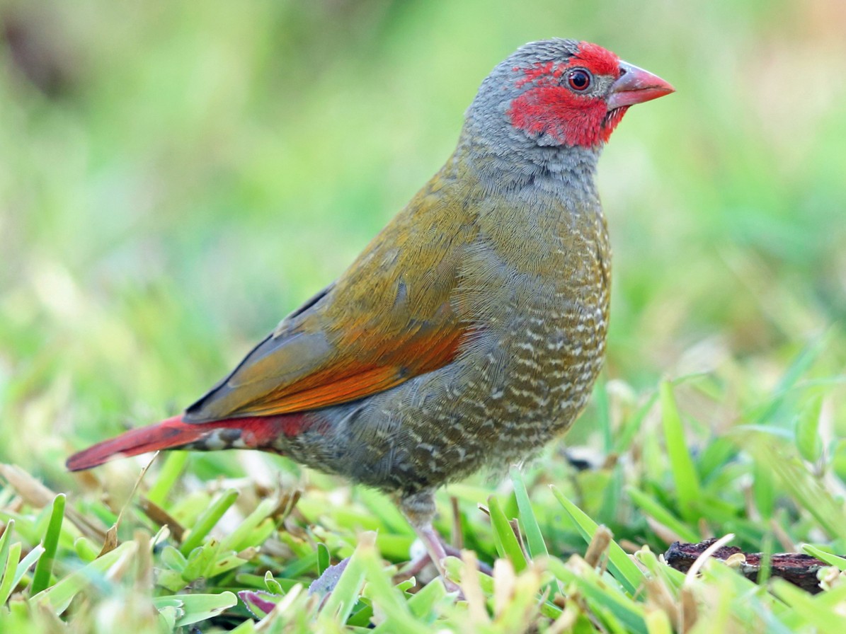 Orange-winged Pytilia - eBird
