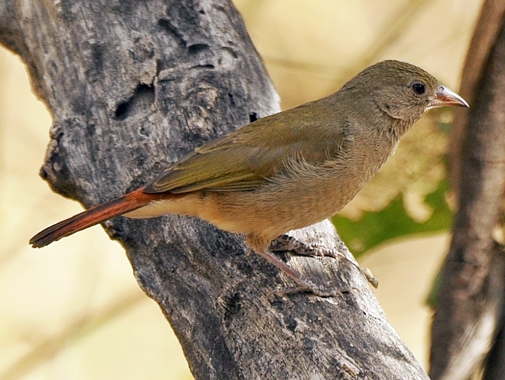 Green-winged Pytilia - eBird