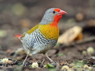 Green-winged Pytilia - eBird