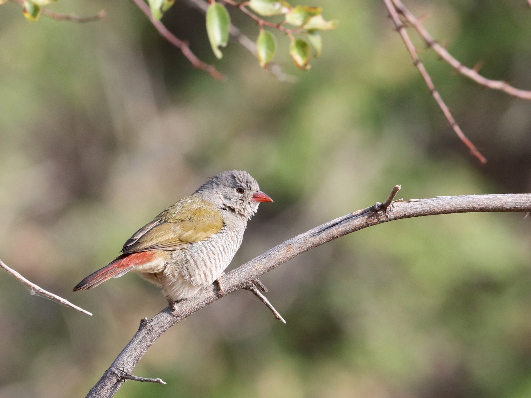Green-winged Pytilia - eBird