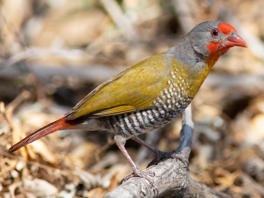 Green-winged Pytilia - eBird