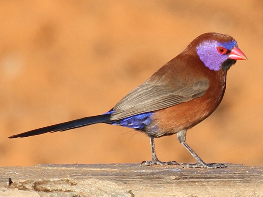 Violet-eared Waxbill - eBird