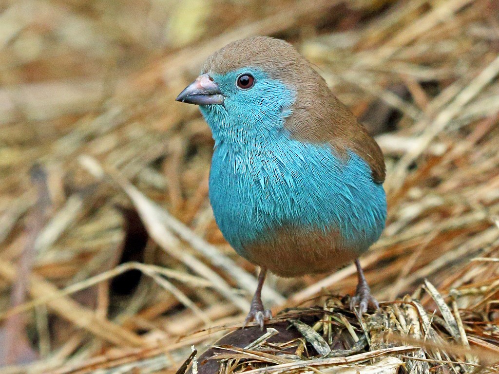 Southern Cordonbleu - eBird