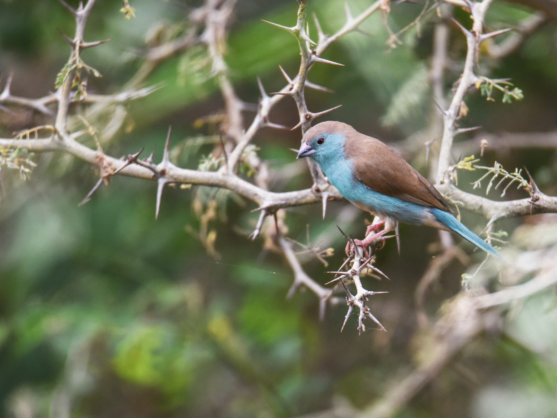 Southern Cordonbleu - eBird