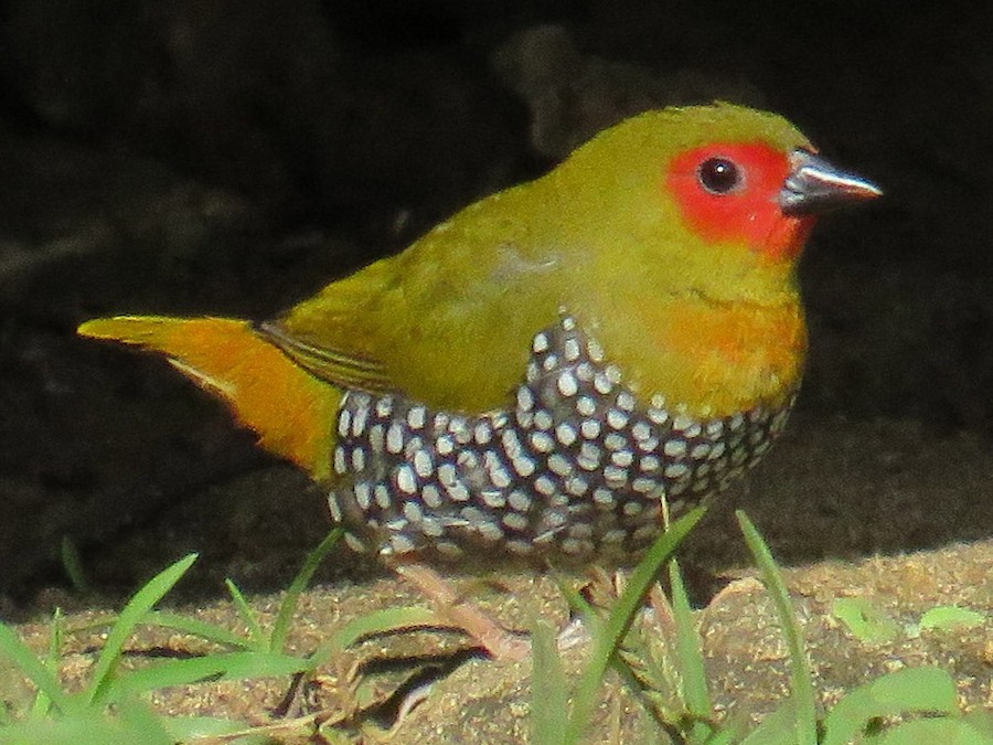 Green-backed Twinspot - eBird
