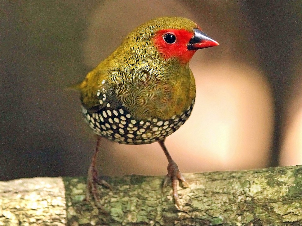 Green-backed Twinspot - eBird