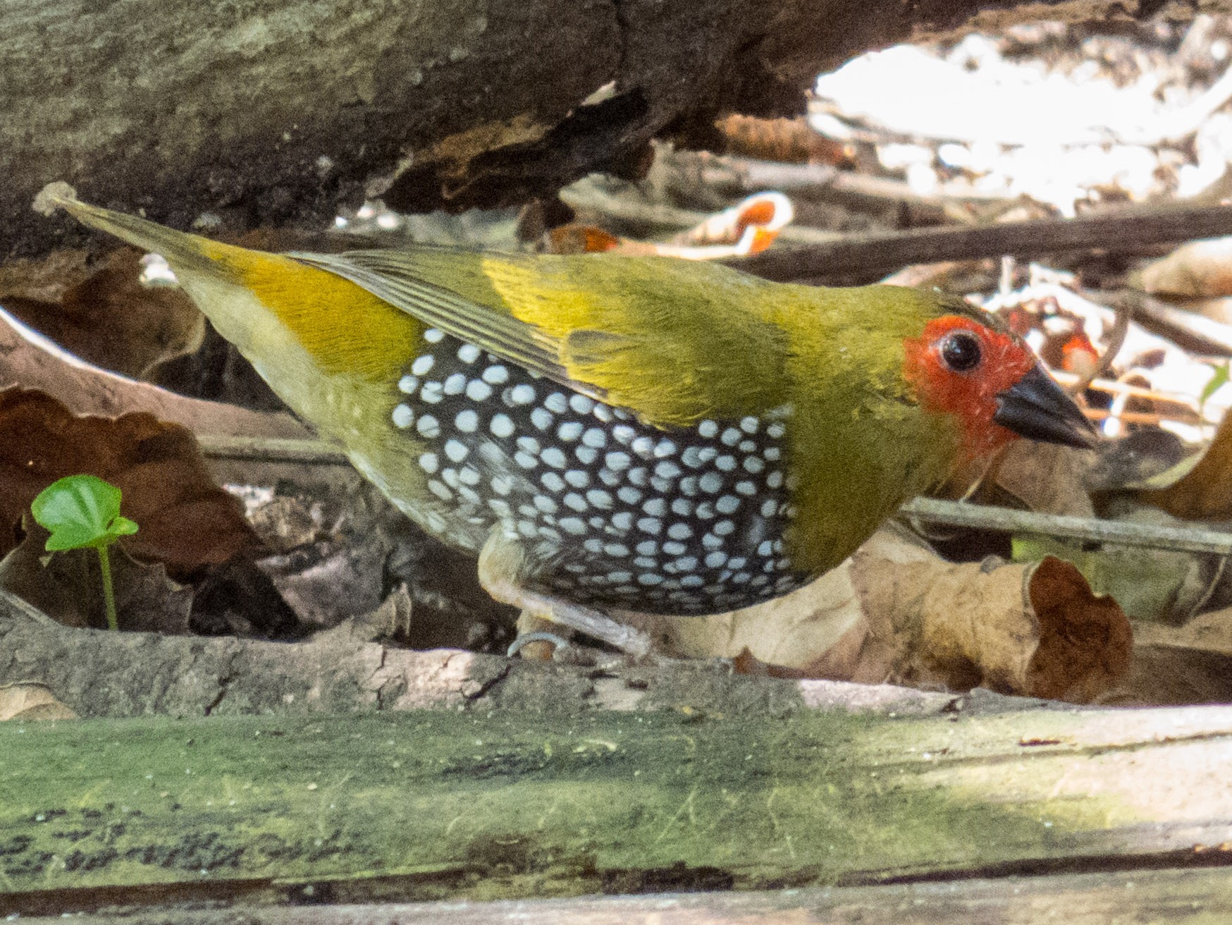 Green-backed Twinspot - eBird