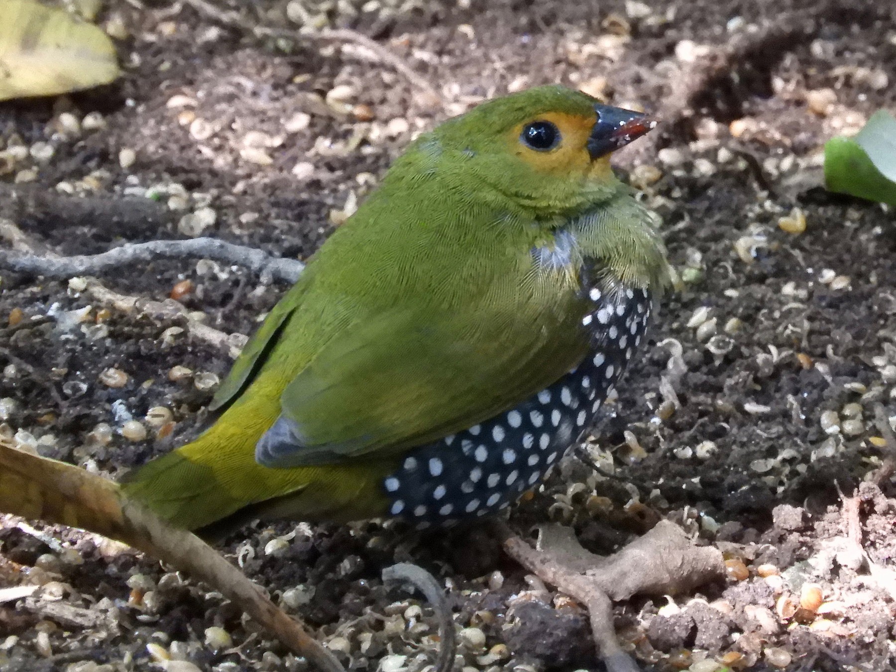 Green-backed Twinspot - eBird
