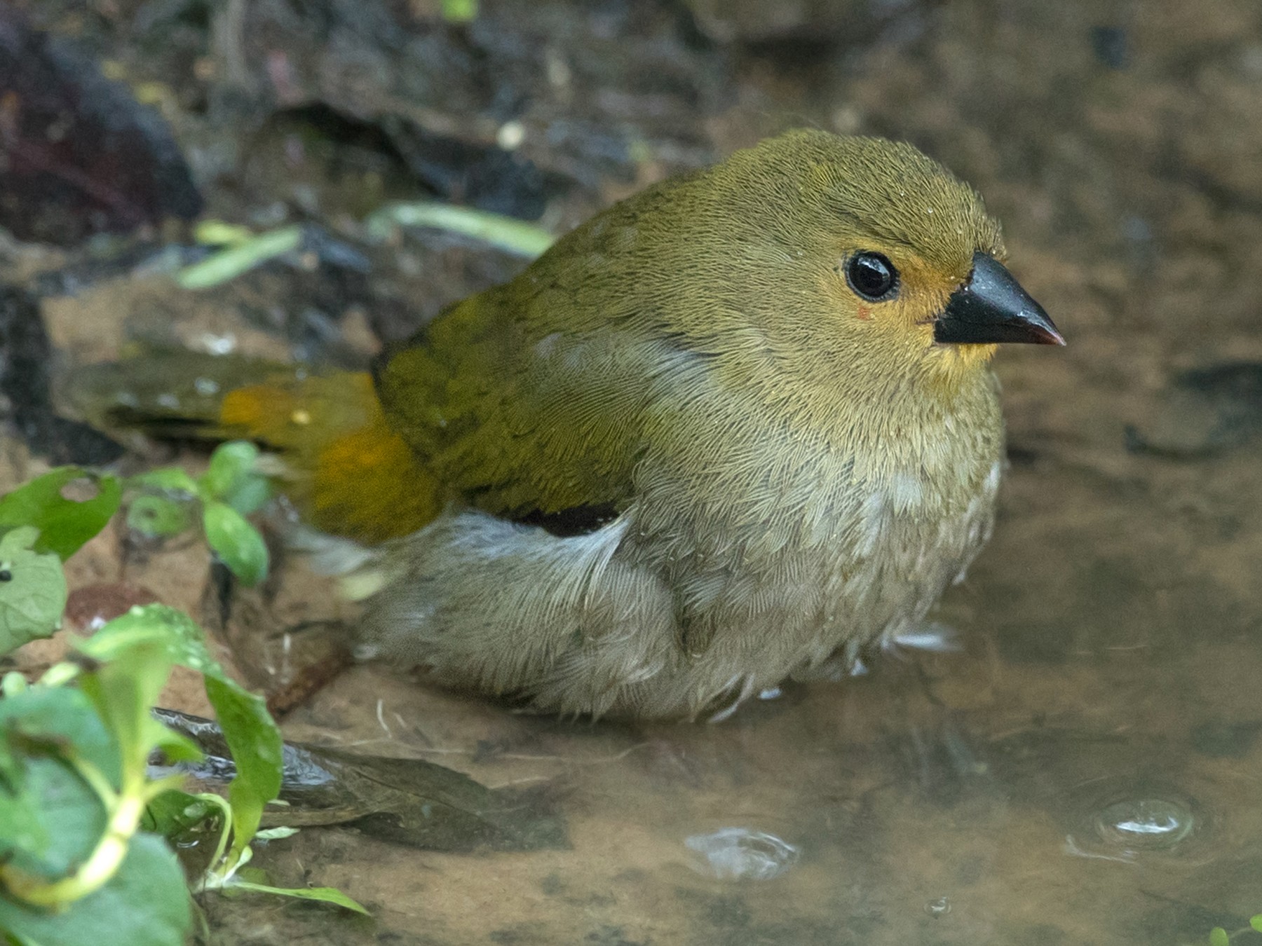 Green-backed Twinspot - eBird