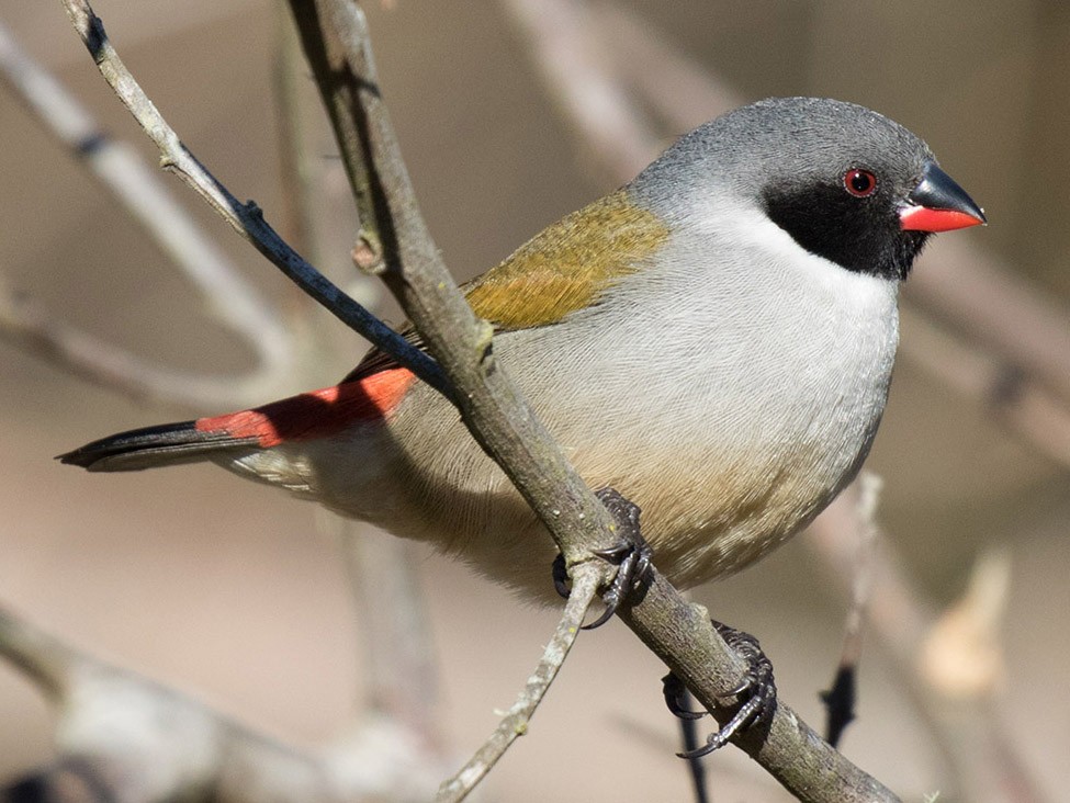 Swee Waxbill - eBird