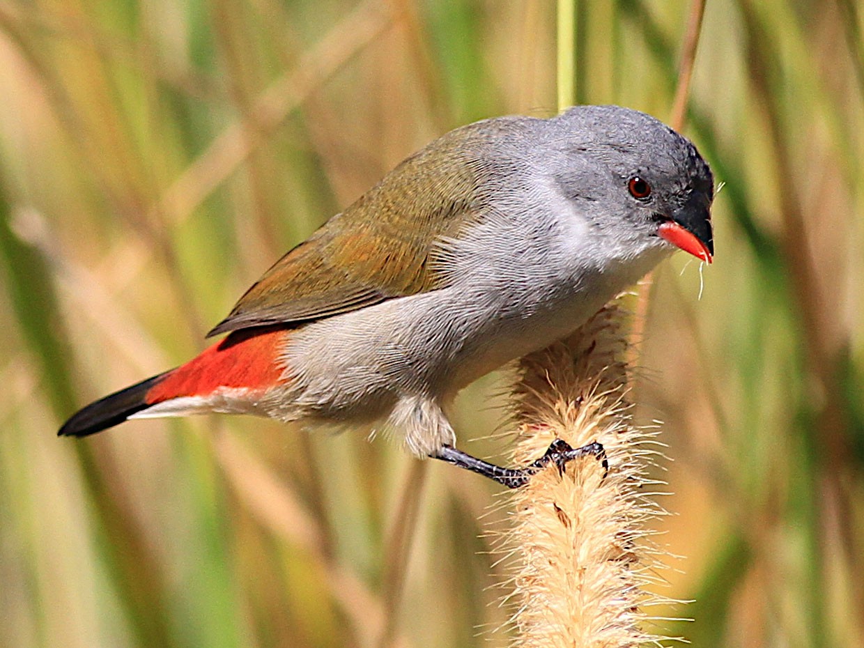 Swee Waxbill - eBird