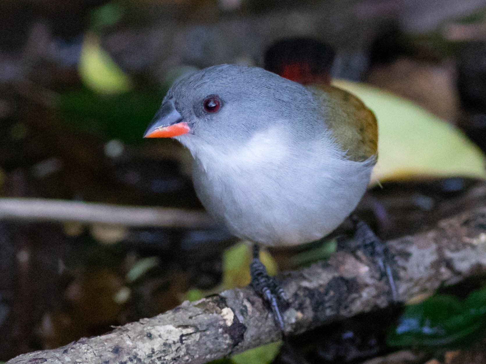 Swee Waxbill - eBird