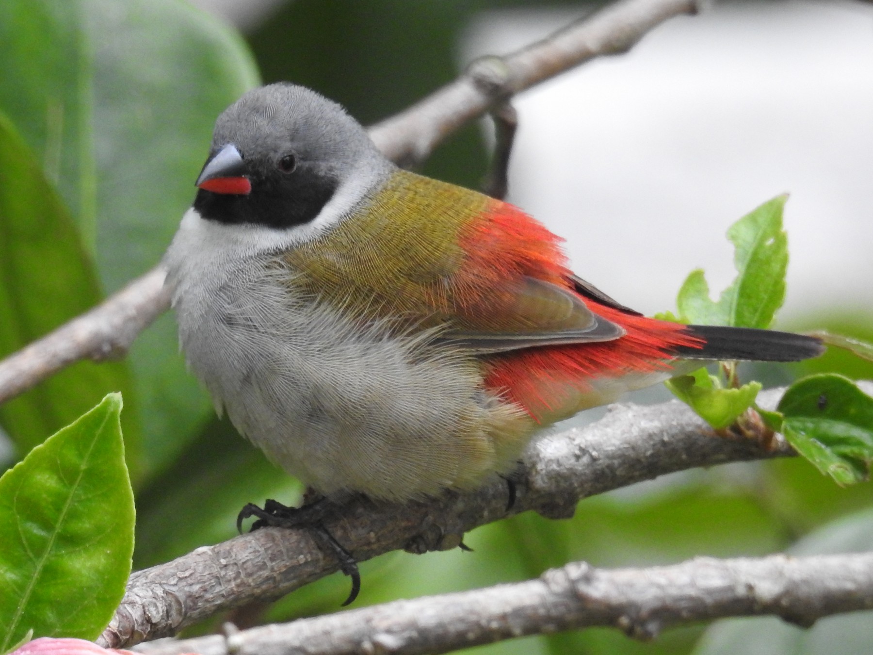 Swee Waxbill - eBird
