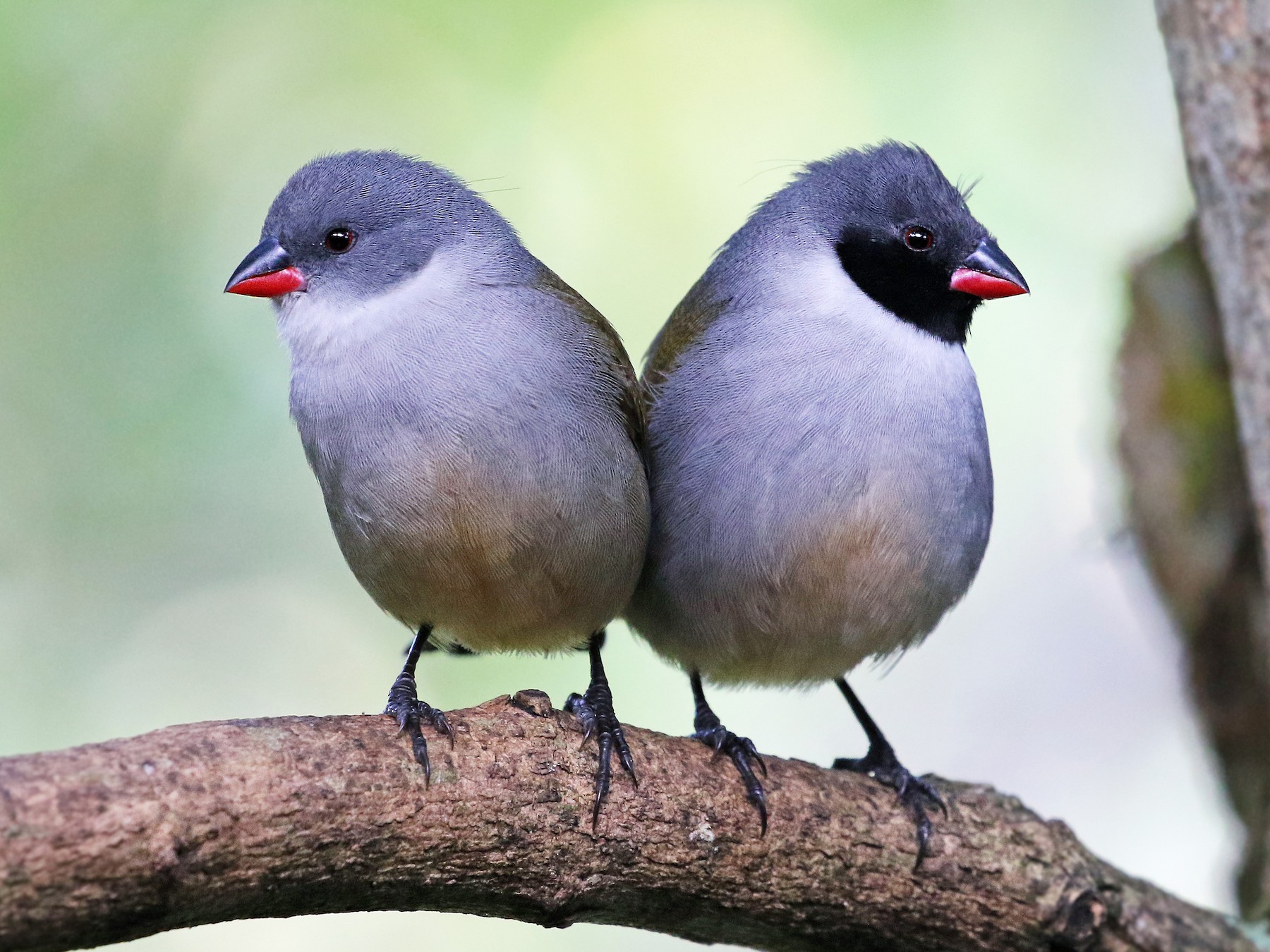 Swee Waxbill - eBird