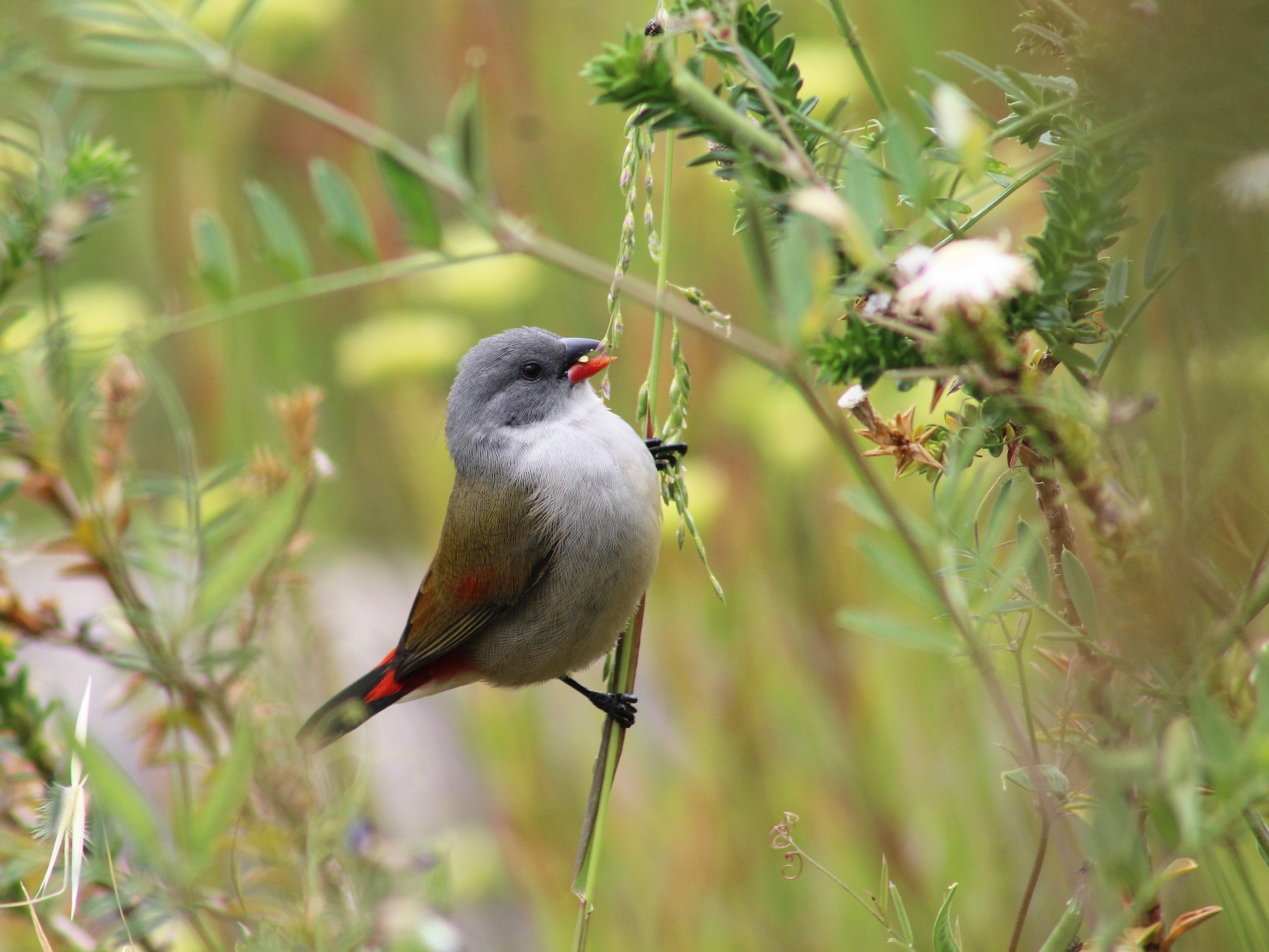 Swee Waxbill - eBird