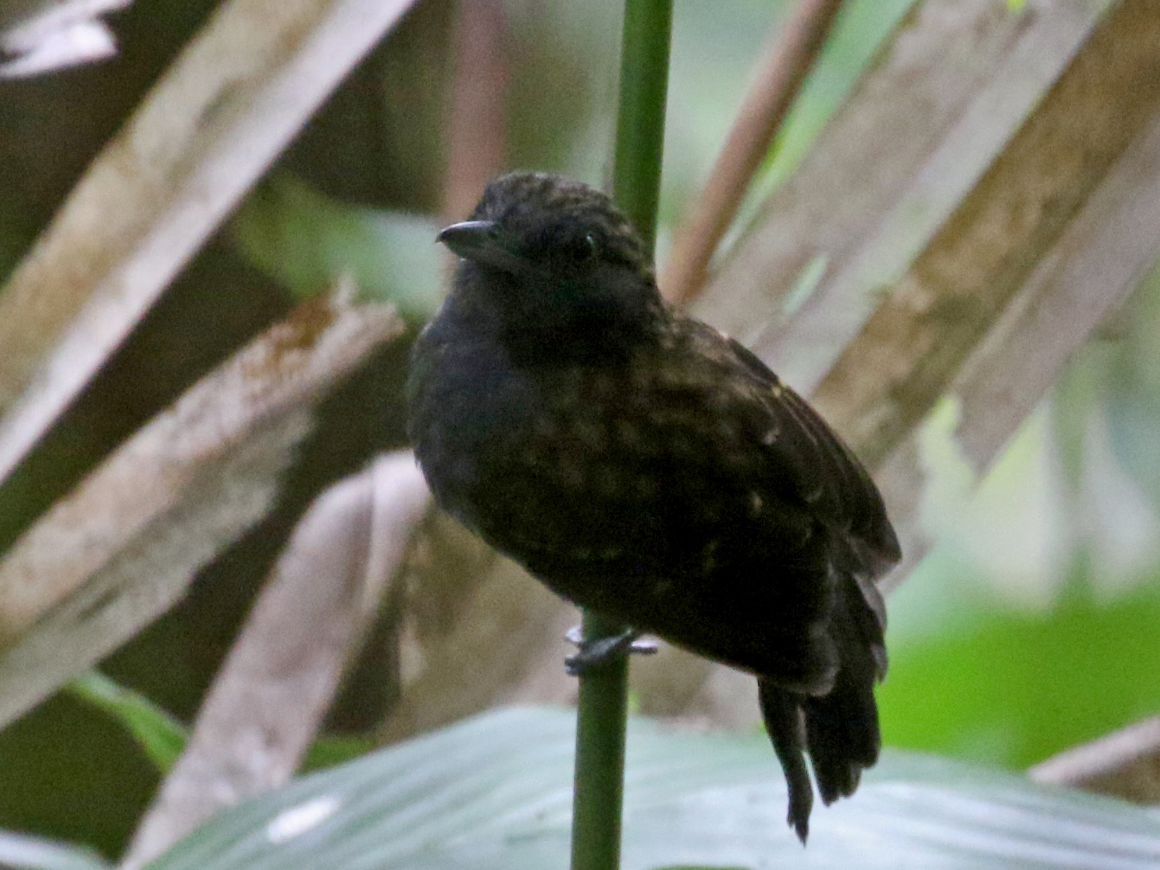Spiny-faced Antshrike - eBird