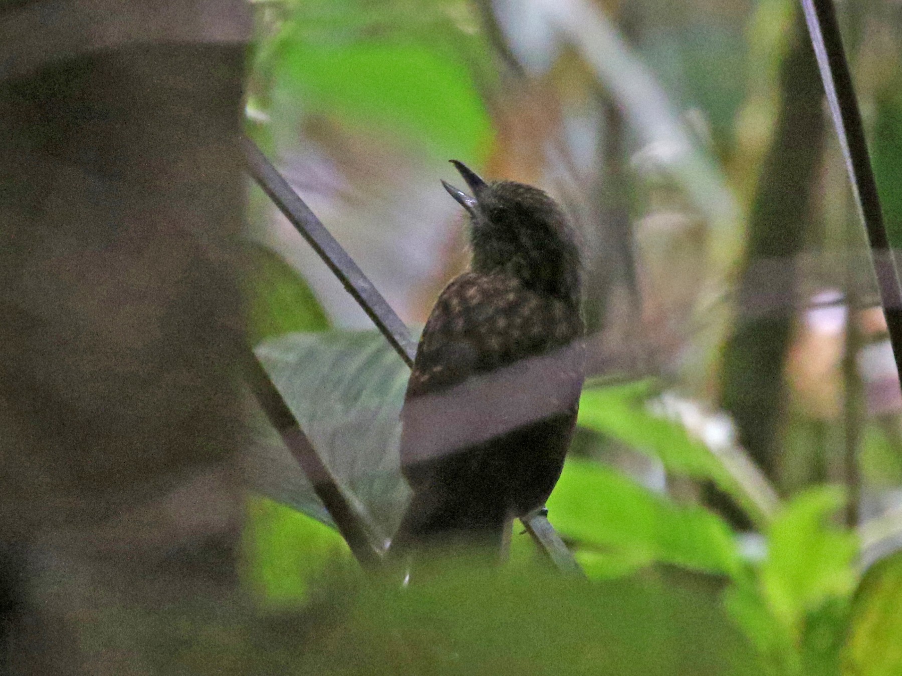 Spiny-faced Antshrike - eBird