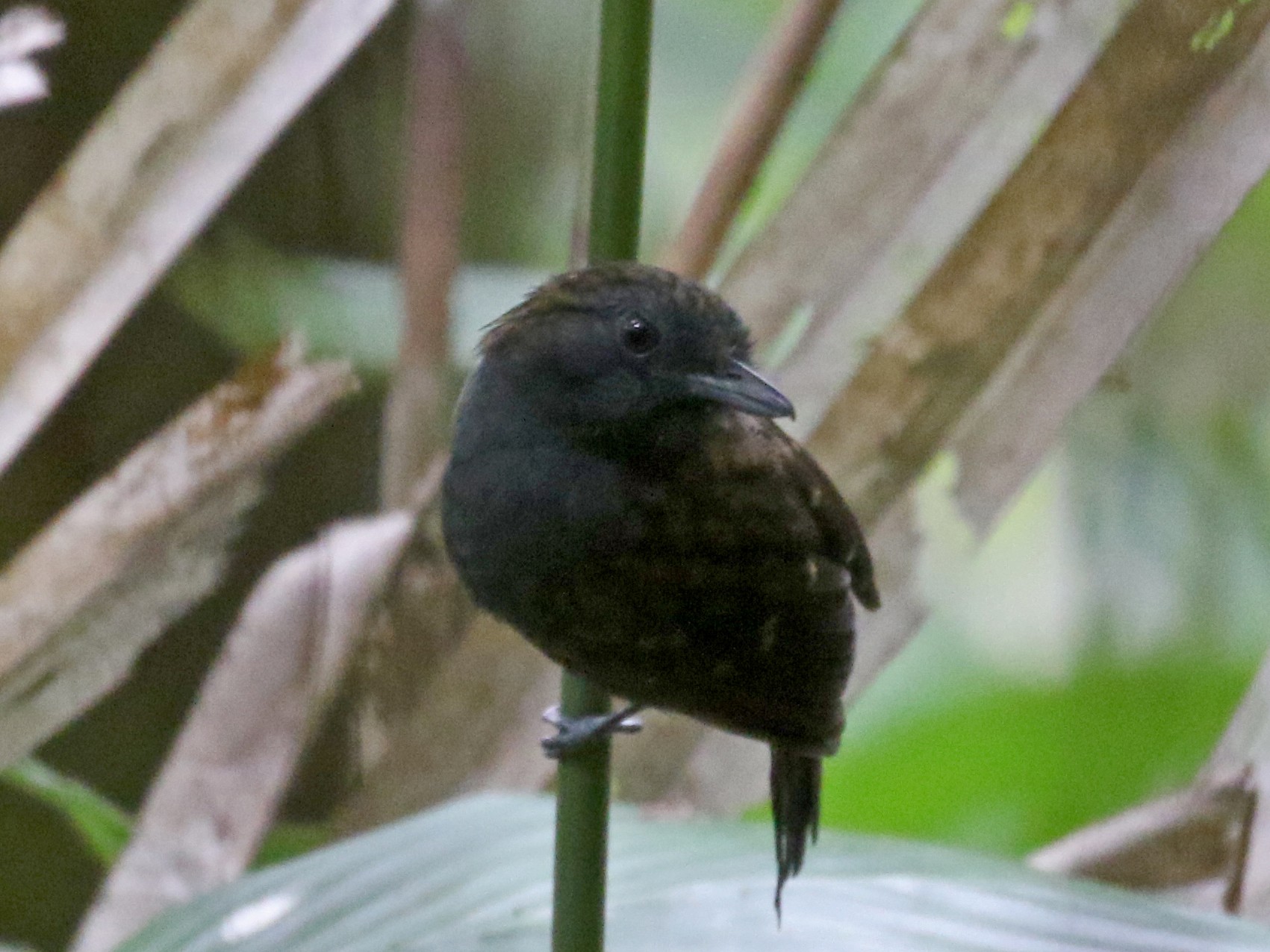 Batará Moteado - eBird