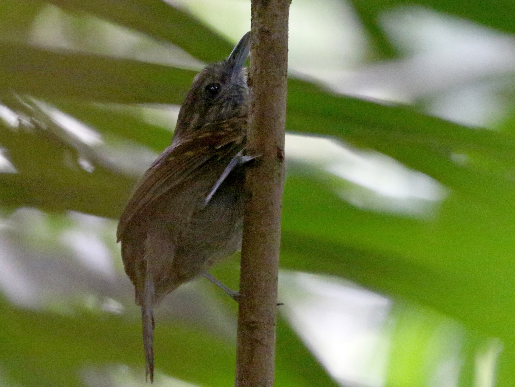 Spiny-faced Antshrike - eBird