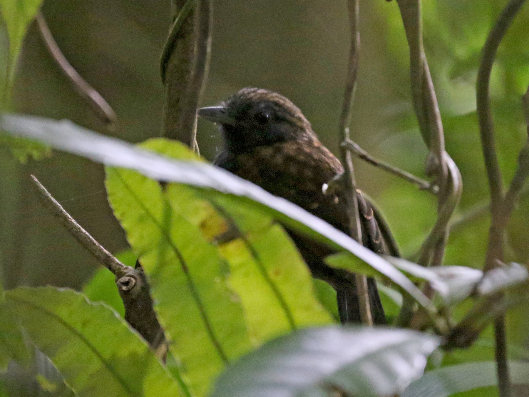 Spiny-faced Antshrike - eBird