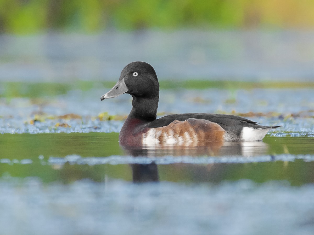 Baer's Pochard - Aythya baeri - Birds of the World