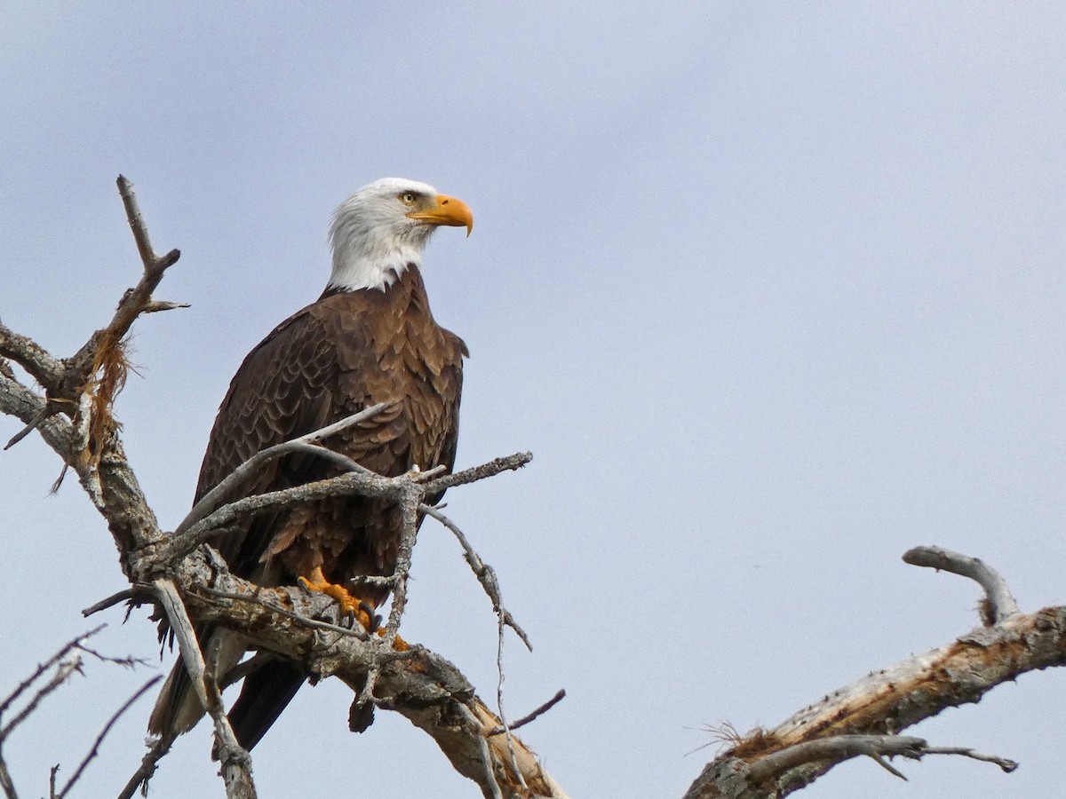 eBird Checklist - 28 Feb 2020 - Tres Rios Overbank Wetlands (permit ...