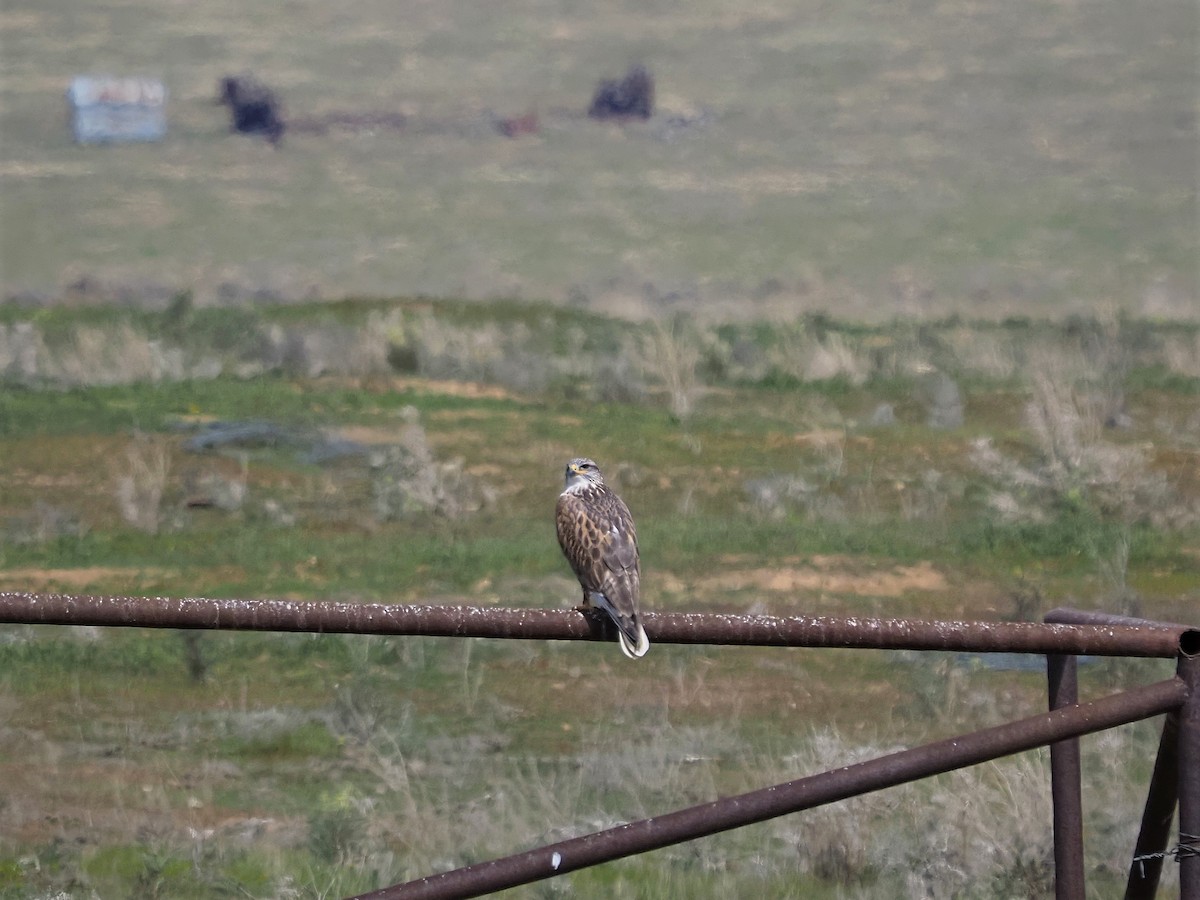 eBird Checklist - 28 Feb 2020 - Carrizo Plain NM--Traver Ranch - 1 species