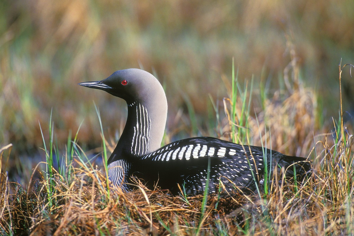 Pacific Loon - Gavia pacifica - Media Search - Macaulay Library and eBird