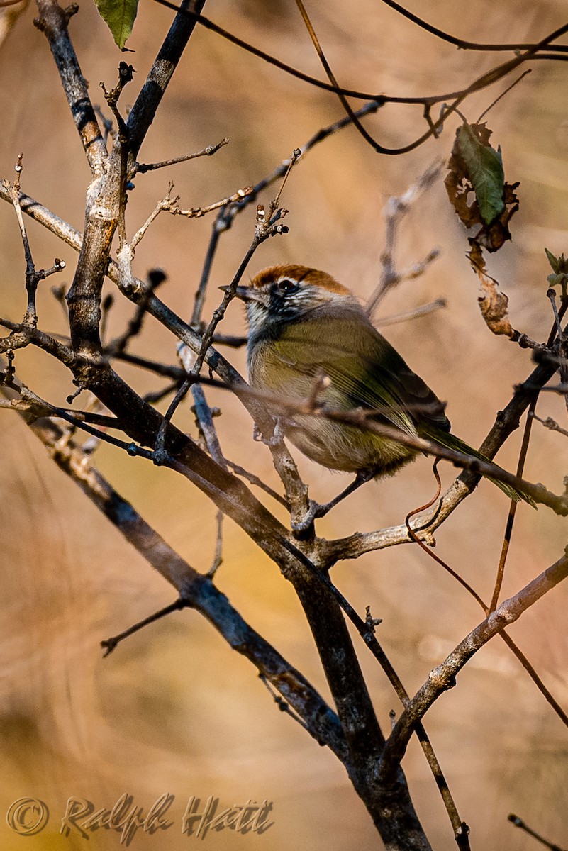 ML212462531 - Gray-eyed Greenlet - Macaulay Library