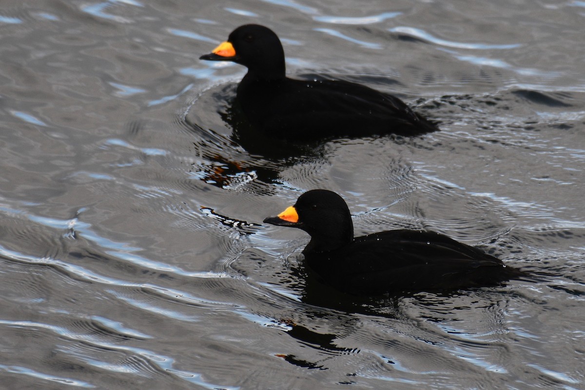 eBird Checklist - 29 Feb 2020 - Point Defiance Park--Dune Peninsula ...
