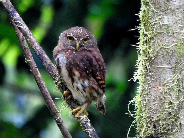 Photos - Cloud-forest Pygmy-Owl - Glaucidium nubicola - Birds of the World