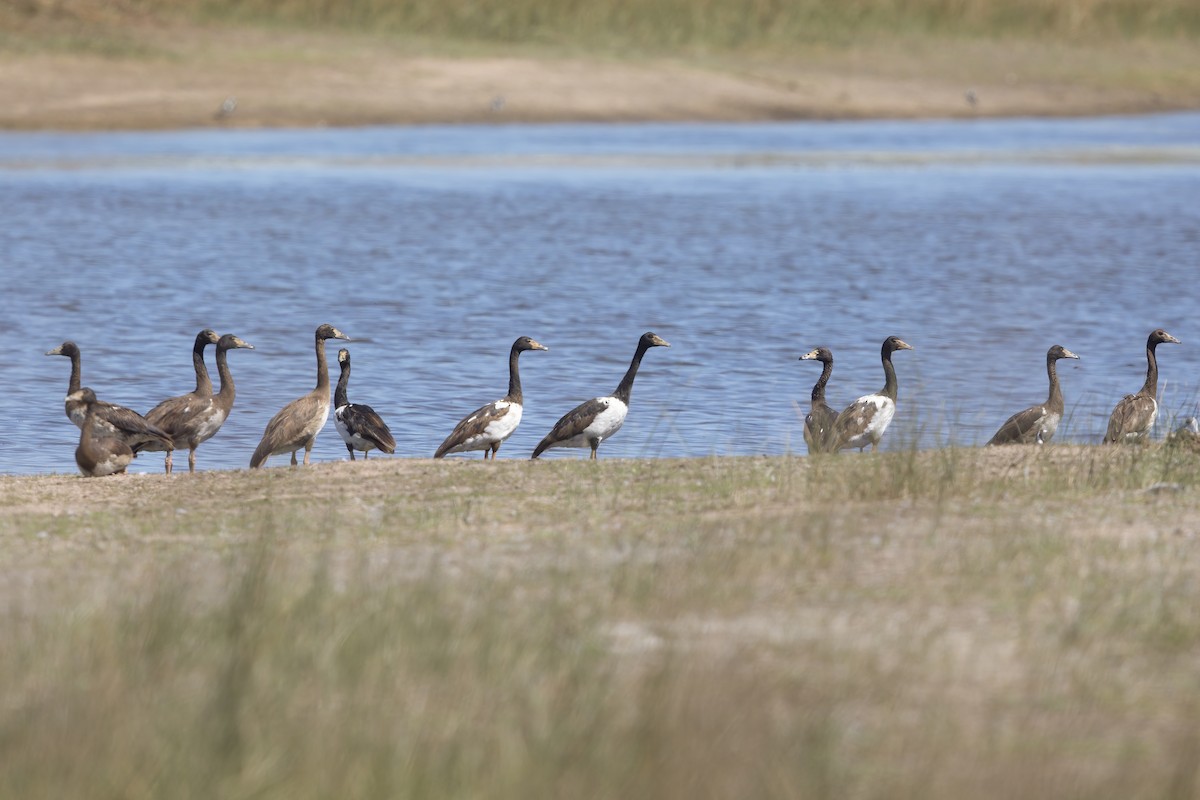 eBird Checklist - 16 Aug 2017 - Roebuck Plains Station (BBO and Jabiru ...