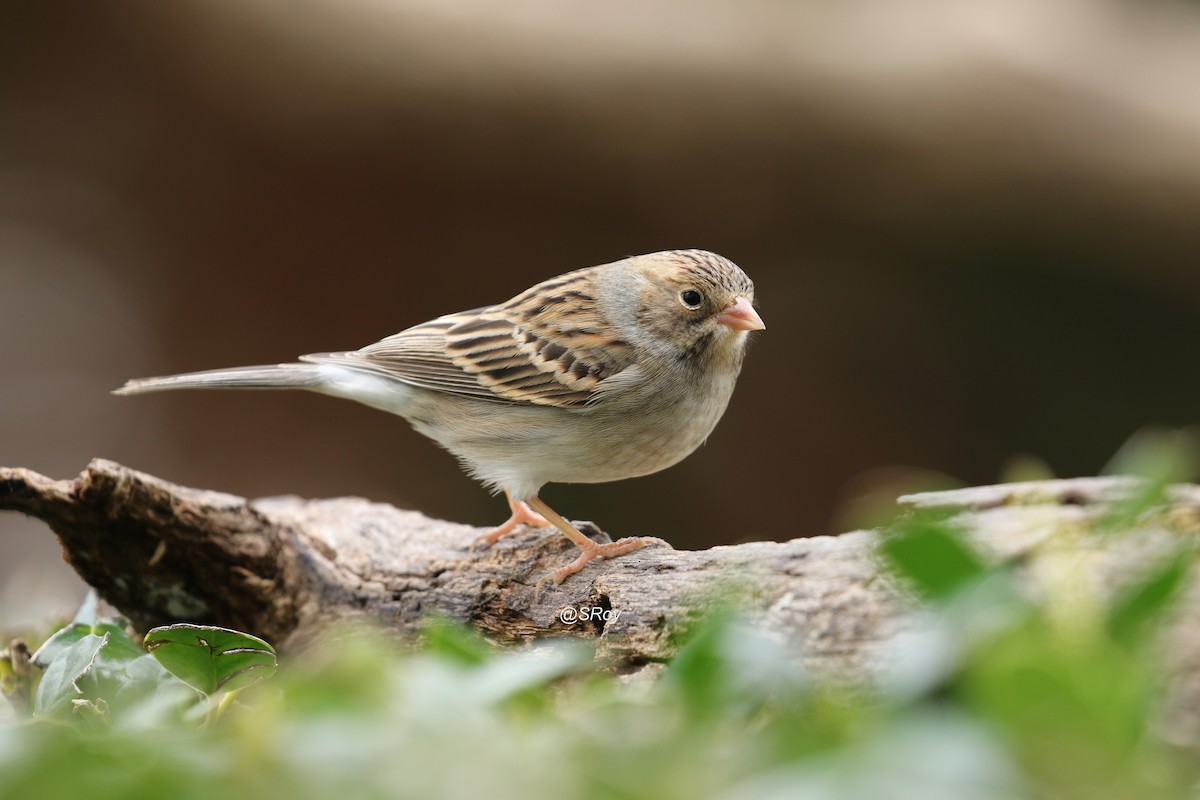 Chipping x Field Sparrow (hybrid) - eBird