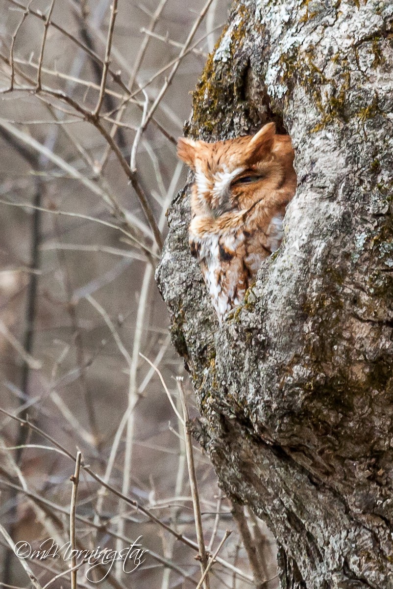 eBird Checklist - 25 Feb 2020 - Morningstar Farm New - 1 species