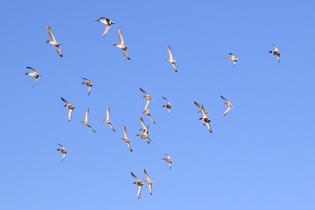 eBird Checklist - 21 Nov 2015 - Evergreen Turf Sod Farm--Tweedy/Pretzer ...