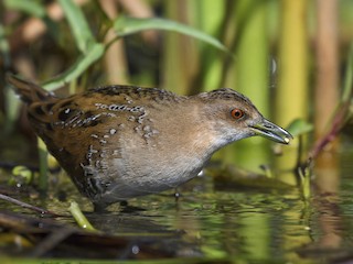 Baillon's Crake - Zapornia pusilla - Birds of the World