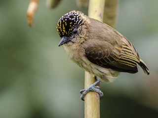 Grayish Piculet - Picumnus granadensis - Birds of the World