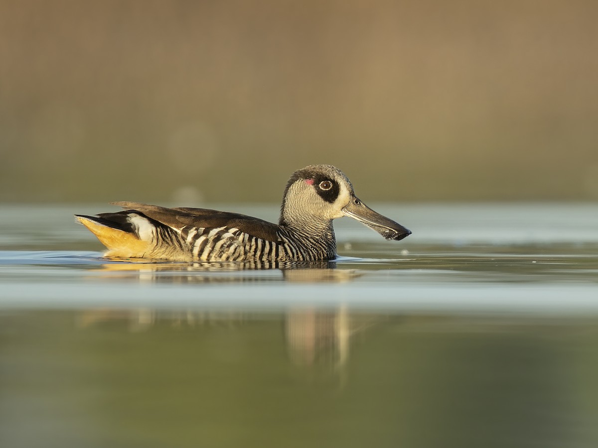 Pink-eared Duck - Malacorhynchus membranaceus - Birds of the World