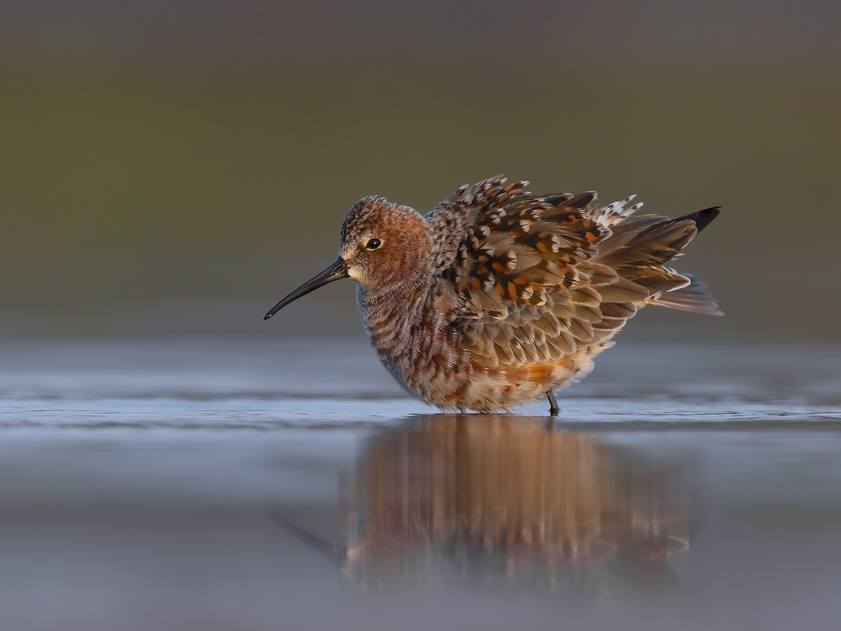 Curlew Sandpiper - Calidris ferruginea - Birds of the World