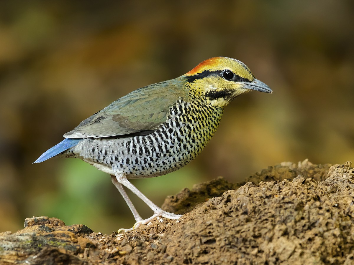 Blue Pitta - Hydrornis cyaneus - Birds of the World