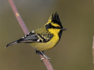 Himalayan Black-lored Tit - Machlolophus xanthogenys - Birds of the World
