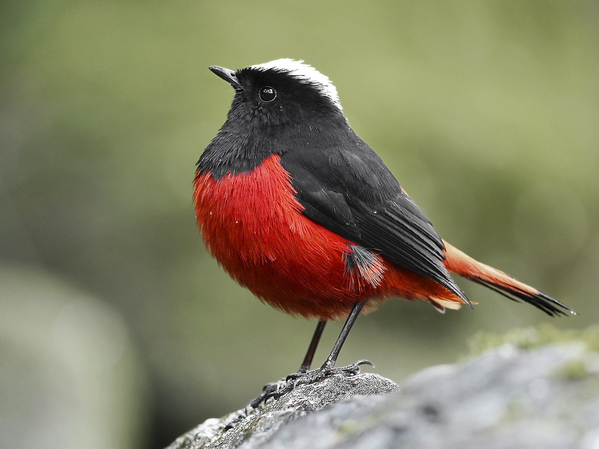 White-capped Redstart - Phoenicurus leucocephalus - Birds of the World