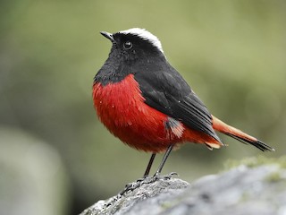 White-capped Redstart - Phoenicurus leucocephalus - Birds of the World
