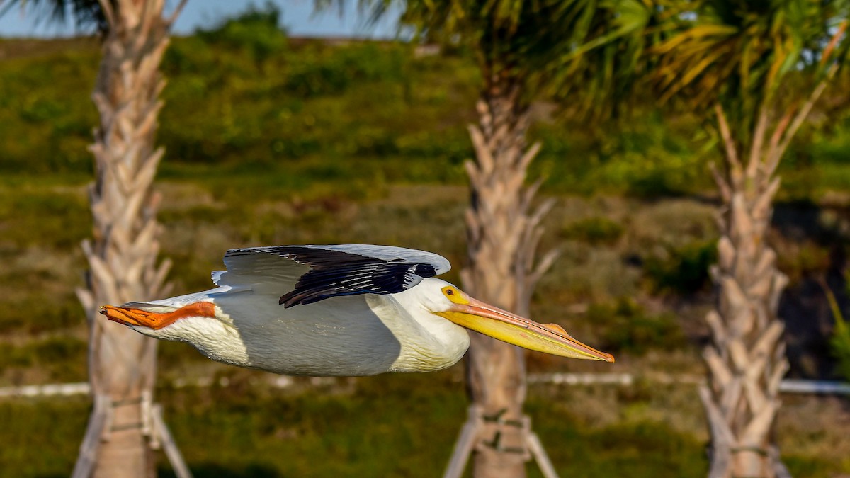 eBird Checklist - 29 Feb 2020 - Robinson Preserve - 1 species