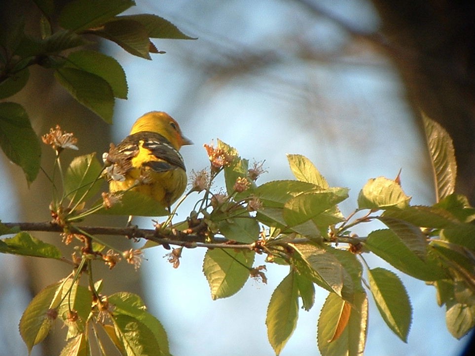 eBird Checklist - 8 May 2005 - Nichols Arboretum - 1 species