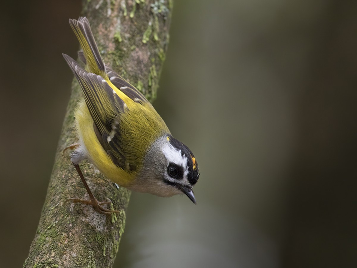 Flamecrest - Regulus goodfellowi - Birds of the World