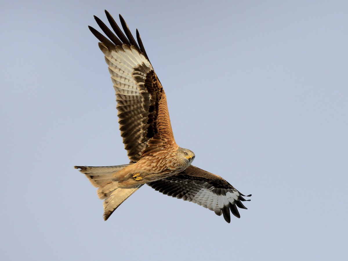 Red Kite - Milvus milvus - Birds of the World