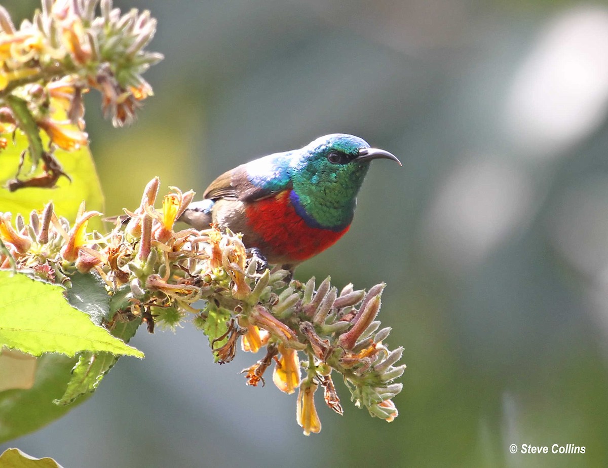 Northern Double-collared Sunbird - Cinnyris reichenowi - Birds of the World