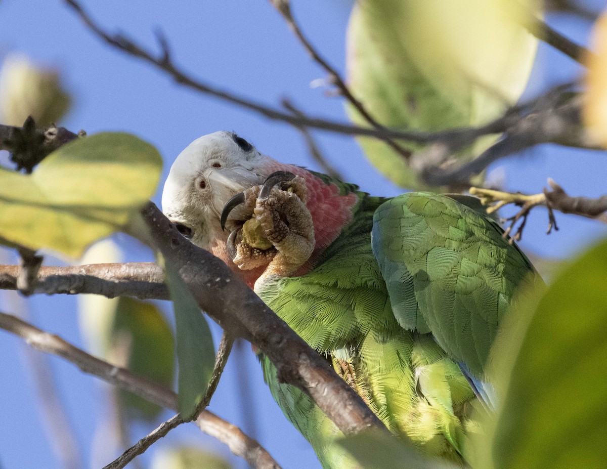 eBird Checklist - 26 Feb 2020 - Inagua--Matthew Town - 4 species