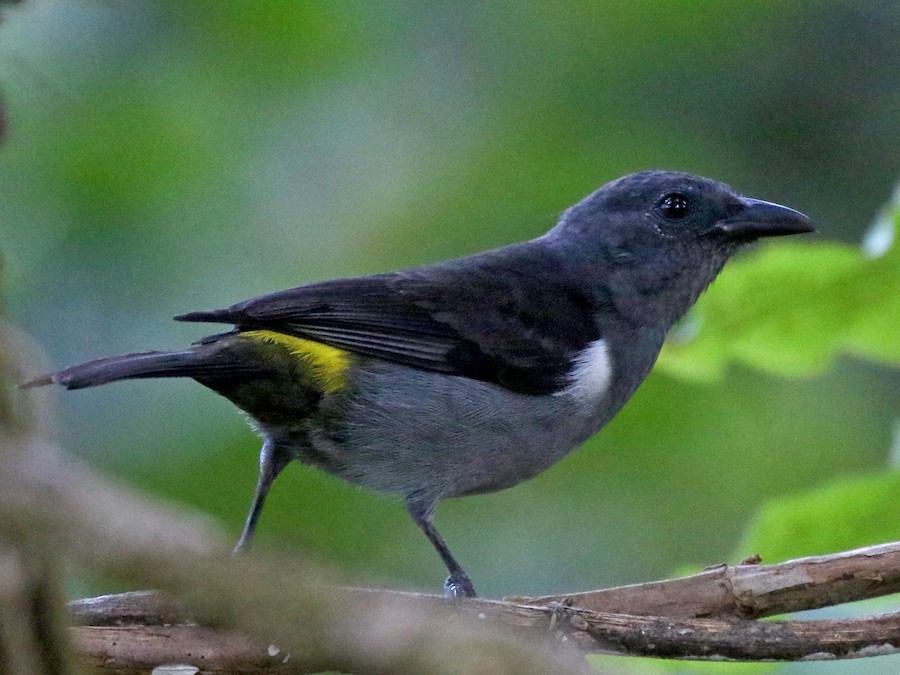 Sulphur-rumped Tanager - eBird